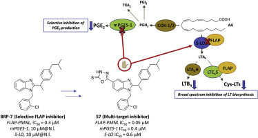 Identification of multi-target inhibitors of leukotriene and prostaglandin E2 biosynthesis by ...