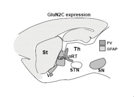 NMDA受体GluN2C亚基在小白蛋白阳性神经元和星形胶质细胞中的区域特异性表达：使用新型Reporter模型分析GluN2C表达 ...