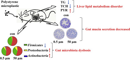 Polystyrene microplastics induce gut microbiota dysbiosis and hepatic ...