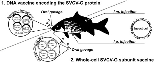 Vaccination of carp against SVCV with an oral DNA vaccine or an insect cells-based subunit ...
