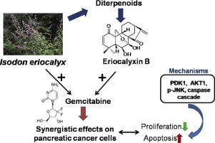 Isodon eriocalyx and its bioactive component Eriocalyxin B enhance cytotoxic and apoptotic ...