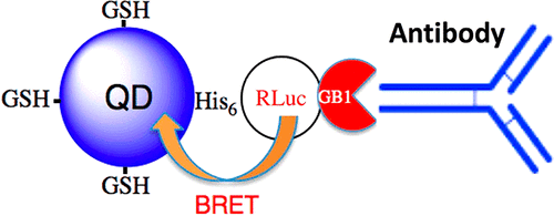 Recombinant Protein (Luciferase-IgG Binding Domain) Conjugated Quantum ...