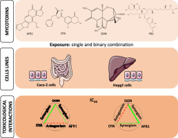 遍在真菌的真菌毒素之间的毒理学相互作用：对肝和肠人类上皮细胞的影响,Chemosphere - X-MOL