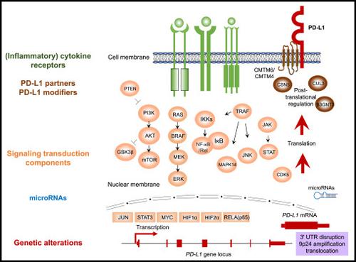 Regulation and Function of the PD-L1 Checkpoint,Immunity - X-MOL