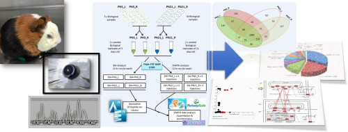 Integrated SWATH-based and targeted-based proteomics provide insights ...