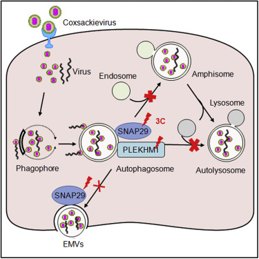 Enteroviral Infection Inhibits Autophagic Flux via Disruption of the ...