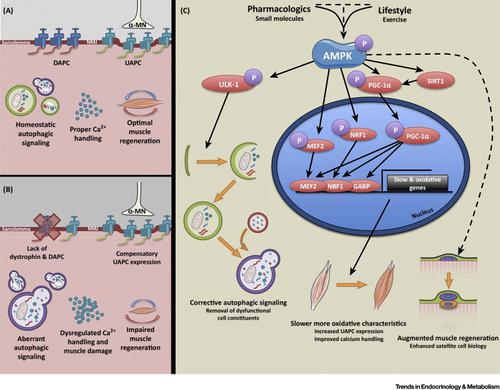 The Role of AMPK in Neuromuscular Biology and Disease,Trends in Endocrinology & Metabolism - X-MOL