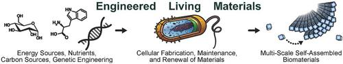 Engineered Living Materials: Prospects and Challenges for Using ...