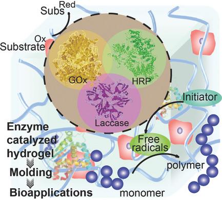 Oxidoreductase‐Initiated Radical Polymerizations to Design Hydrogels ...