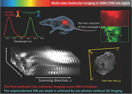 3D NIR‐II Molecular Imaging Distinguishes Targeted Organs with High ...