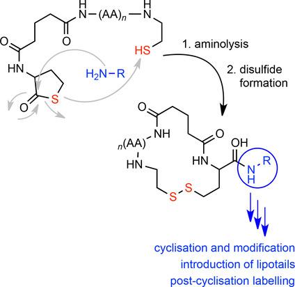 A Thiolactone Strategy for Straightforward Synthesis of Disulfide‐Linked Side‐Chain‐to‐Tail ...