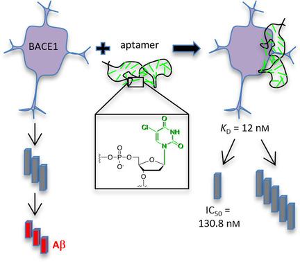 Modulation of BACE1 Activity by Chemically Modified Aptamers ...