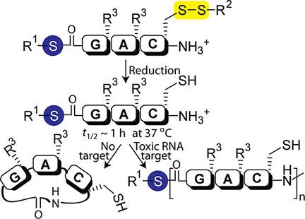 RNA‐Templated Concatenation of Triplet Nucleic‐Acid Probe,ChemBioChem ...