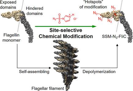 Site‐Selective Functionalization of Flagellin by Steric Self‐Protection ...