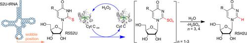 Cytochrome c Catalyzes the Hydrogen Peroxide‐Assisted Oxidative ...