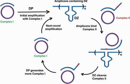 DNAzyme反馈扩增：将分子识别中继到指数DNA扩增,Chemistry - A European Journal - X-MOL