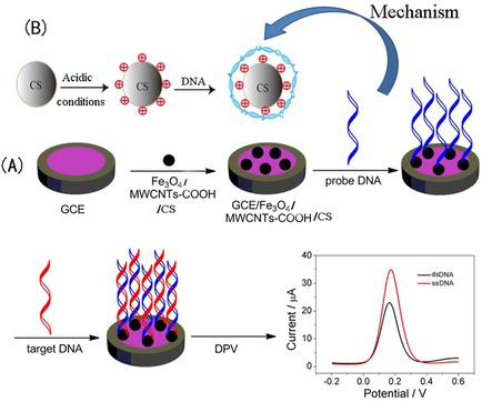 Electrochemical DNA Biosensor Based on Magnetite/Multiwalled Carbon ...