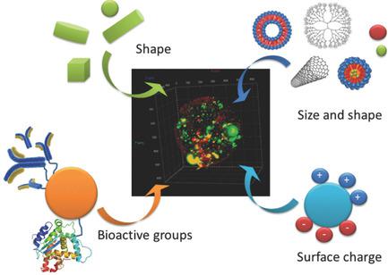 Multicellular Tumor Spheroids (MCTS) as a 3D In Vitro Evaluation Tool ...