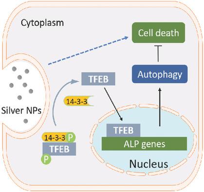 Key Role of TFEB Nucleus Translocation for Silver Nanoparticle‐Induced ...