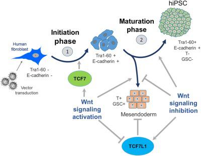 Wnt/β-catenin/TCF Pathway is a Phase-dependent Promoter of Colony ...
