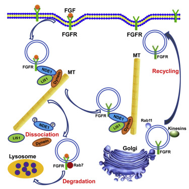 LIS1/NDE1 复合物通过调节 FGF 受体细胞内运输对 FGF 信号转导至关重要。,Cell Reports - X-MOL