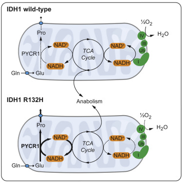 Oncogenic IDH1 Mutations Promote Enhanced Proline Synthesis through ...