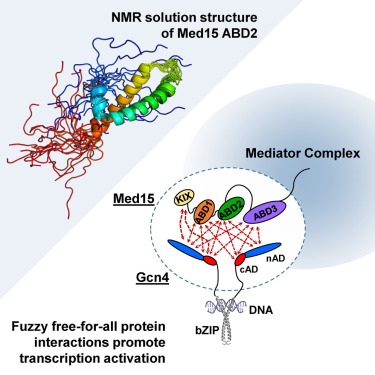 Gcn4-Mediator Specificity Is Mediated by a Large and Dynamic Fuzzy ...