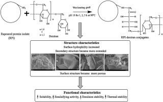 Structure and functional characteristics of rapeseed protein isolate ...