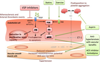 Vascular toxicities with VEGF inhibitor therapies–focus on hypertension ...