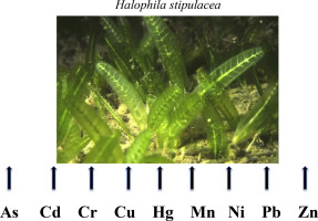 Seagrass Halophila stipulacea: Capacity of accumulation and ...