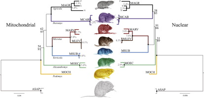 The Microtus voles: Resolving the phylogeny of one of the most speciose ...