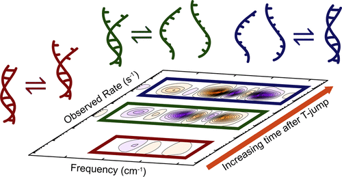 Direct Observation of Activated Kinetics and Downhill Dynamics in DNA ...