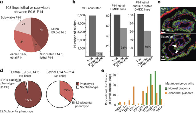 Placentation defects are highly prevalent in embryonic lethal mouse ...