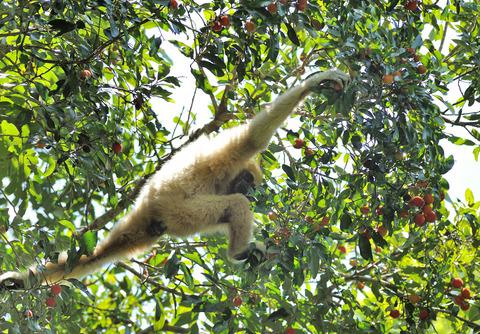 Spatial patterns of local species richness reveal importance of ...
