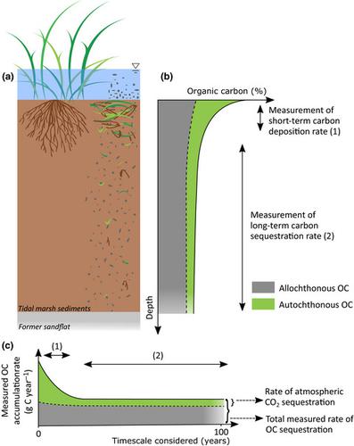 Long‐term organic carbon sequestration in tidal marsh sediments is dominated by old‐aged ...