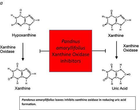 In vitro antioxidant and in vivo xanthine oxidase inhibitory activities ...