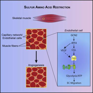 Amino Acid Restriction Triggers Angiogenesis via GCN2/ATF4 Regulation ...