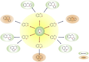 Benzopyrroloxazines containing a bridgehead nitrogen atom as promising ...