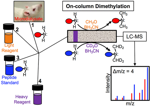 On-Column Dimethylation with Capillary Liquid Chromatography-Tandem ...