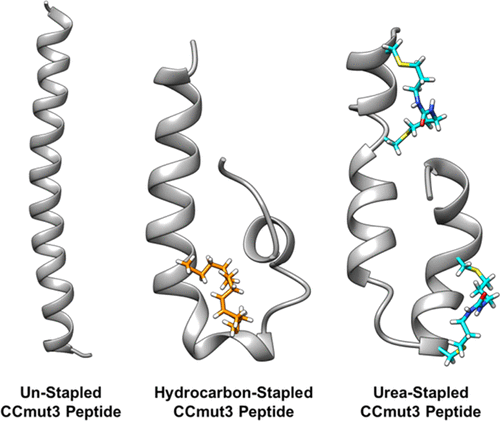 Computational Modeling of Stapled Peptides toward a Treatment Strategy ...