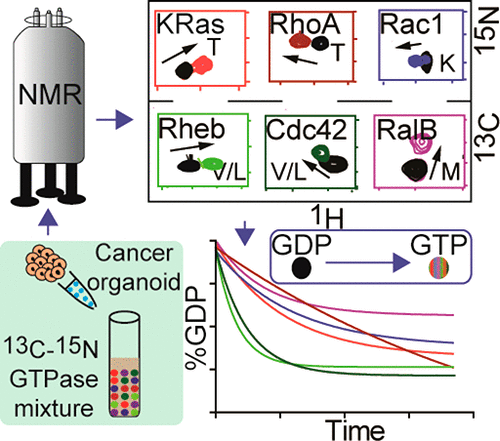 多重实时 NMR GTPase 分析，用于同时监测来自人类癌细胞和类器官的多种 GEF 活性,Journal of the American ...