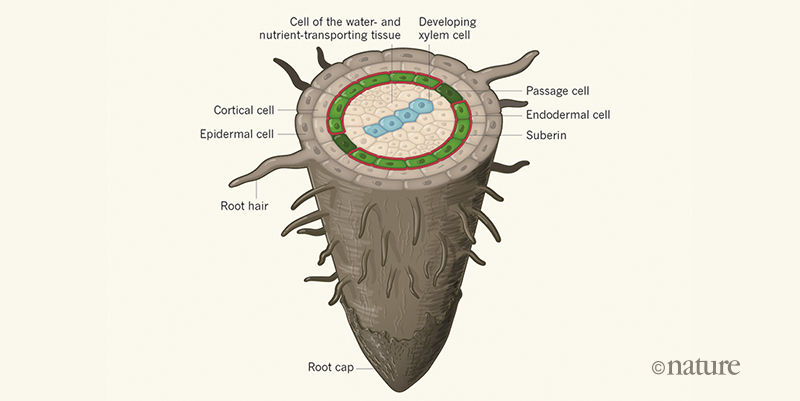 A cellular passage to the root interior.,Nature - X-MOL