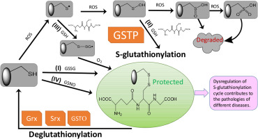 An evolving understanding of the S-glutathionylation cycle in pathways ...