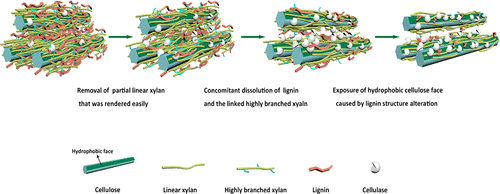 Synergetic Dissolution of Branched Xylan and Lignin Opens the Way for ...