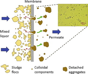 Mechanism of SMP aggregation within the pores of hydrophilic and ...