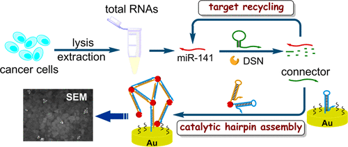 Cascade Amplification-Mediated In Situ Hot-Spot Assembly for MicroRNA ...