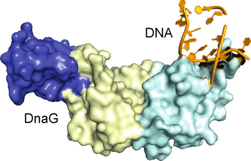 Structures of the Catalytic Domain of Bacterial Primase DnaG in ...