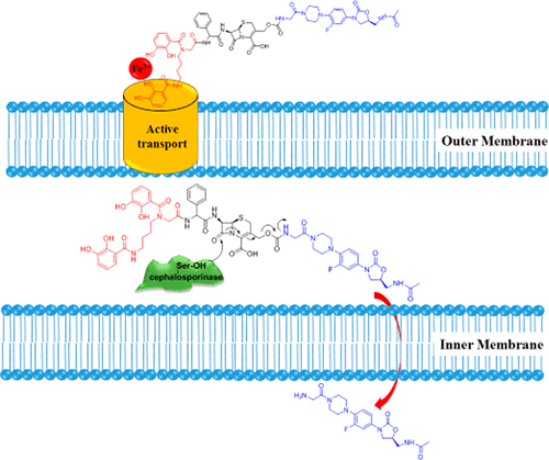 合成双重药物Sideromycin诱导革兰氏阴性细菌自杀并带有革兰氏阳性抗生素,Journal of Medicinal Chemistry ...