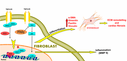PPARα Is Necessary for Radiation-Induced Activation of Noncanonical ...