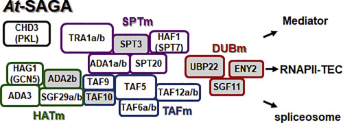 The Adaptor Protein ENY2 Is a Component of the Deubiquitination Module ...